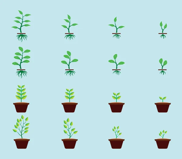 Cartoon Plant Growing