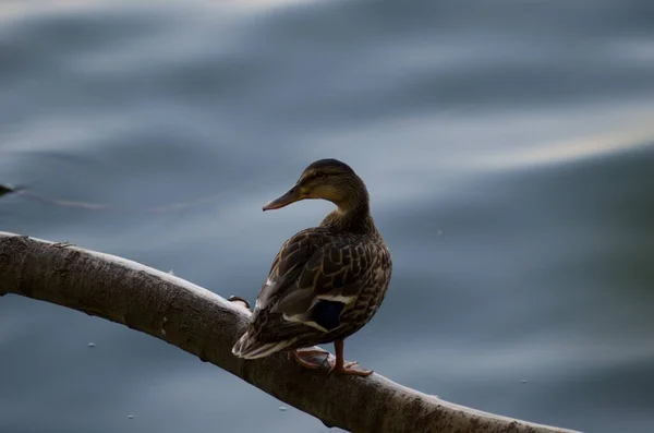 Isla pato Stock Photos, Royalty Free Isla pato Images | Depositphotos