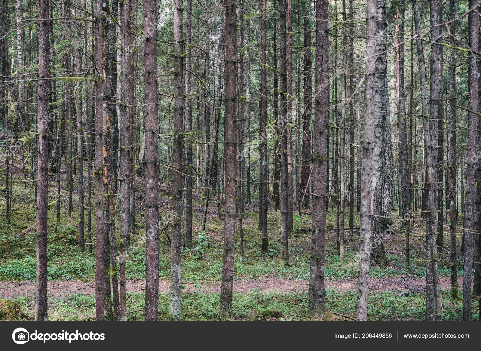 Tree Trunk Textured Background Pattern Sunlit Summer Scene Forest Green ...