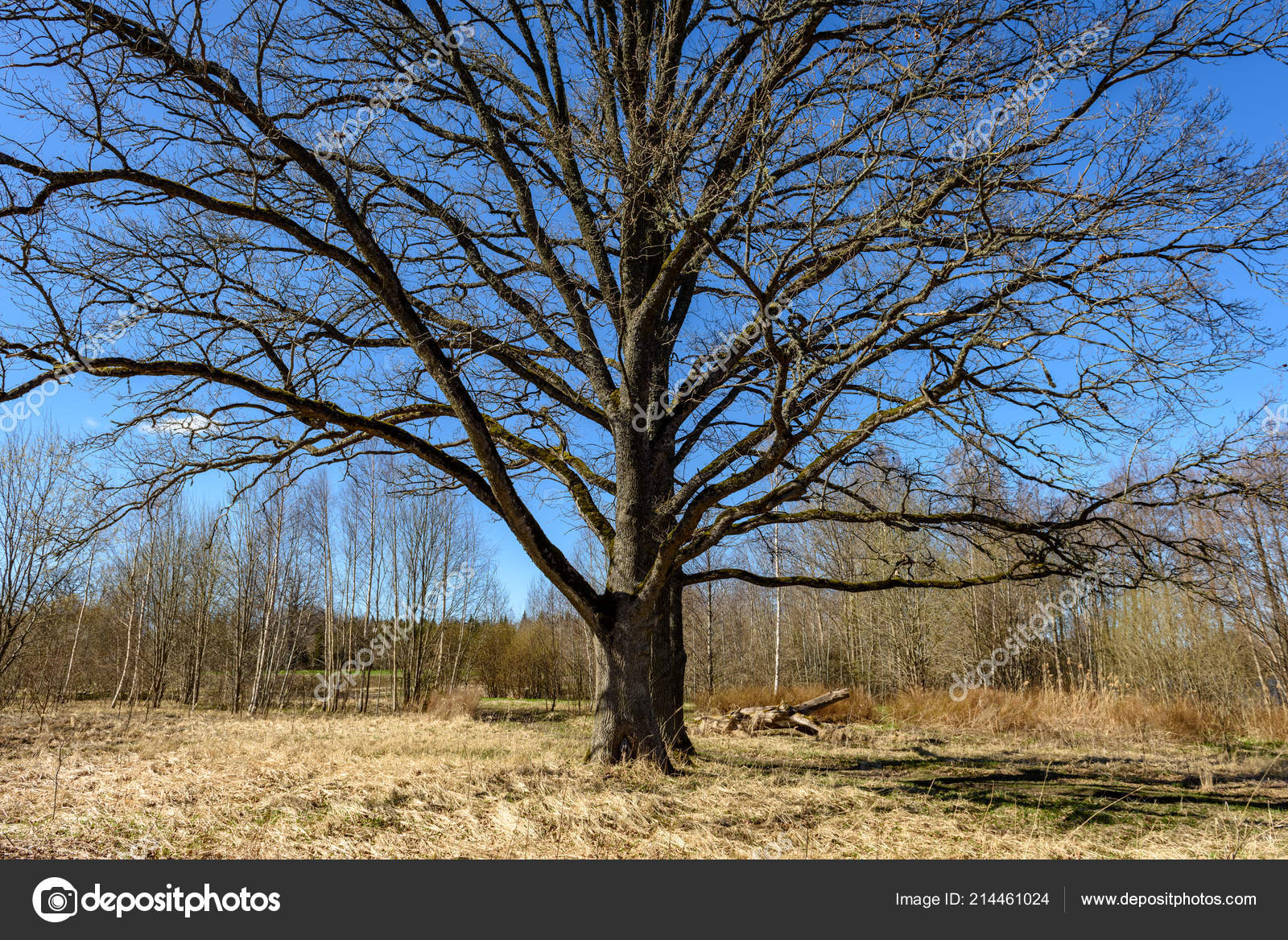 Large Oak Tree Early Spring Blue Sky Sun Trunk Stock Photo by ...