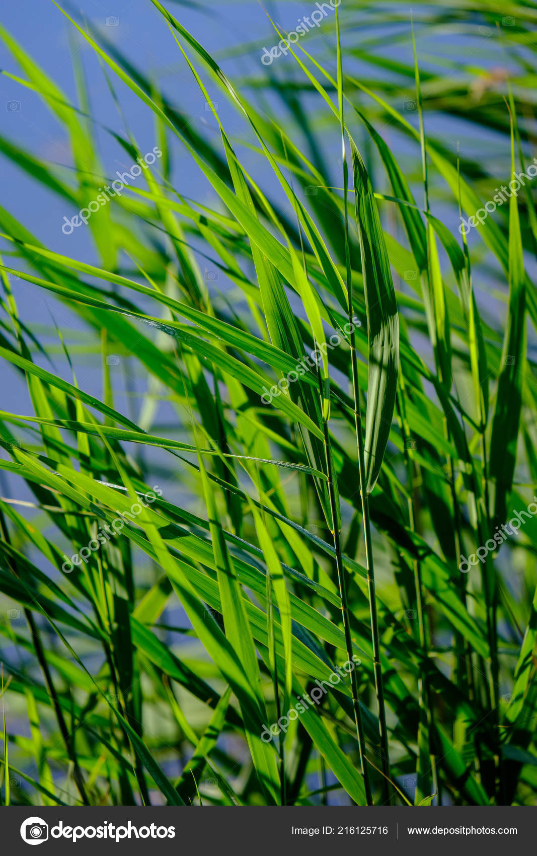 Water Grass Summer Blurred Background Lake Shore Stock Photo by ...