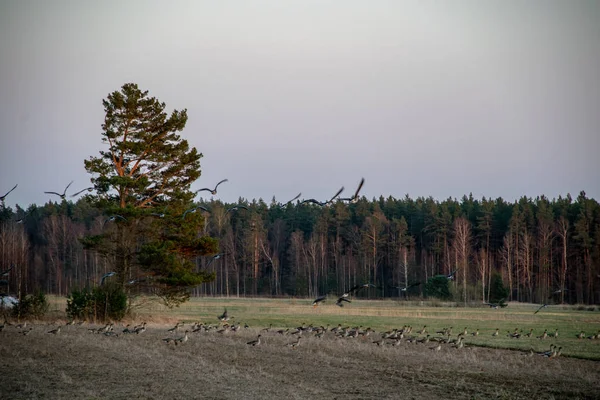 gran bandada de ganso reuniéndose en el campo para volar hacia el sur ...