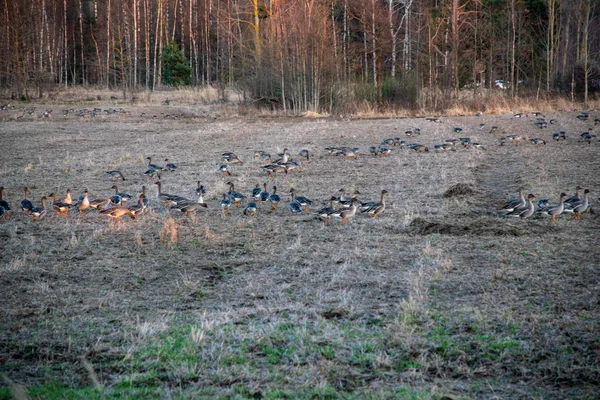 gran bandada de ganso reuniéndose en el campo para volar hacia el sur ...