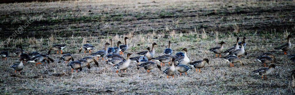 14,324 Flock of geese Pictures, Flock of geese Stock Photos & Images ...