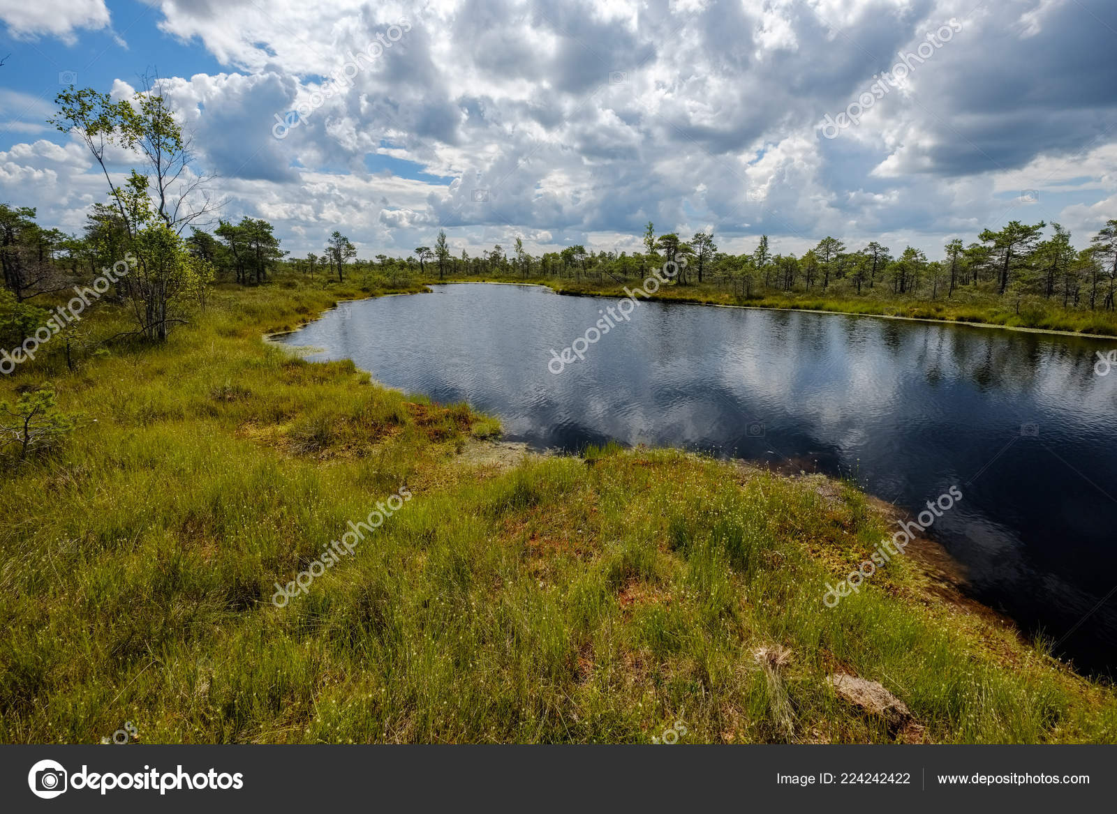 Empty Swamp Landscape Water Ponds Small Pine Trees Bright Day — Stock ...