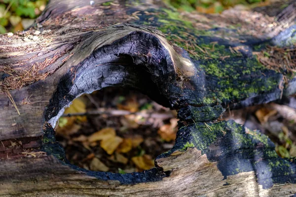 Broken log Stock Photos, Royalty Free Broken log Images | Depositphotos