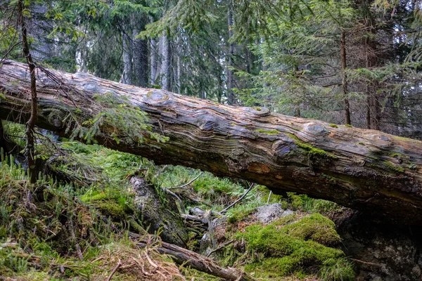 tree trunk stomp of fallen broken tree with age lines. wooden art in ...