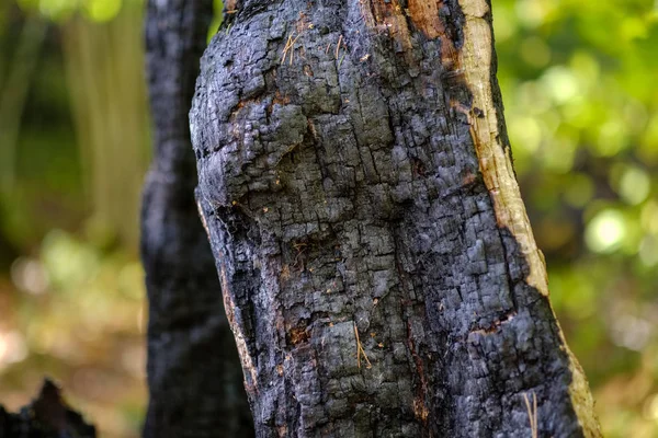 tree trunk stomp of fallen broken tree with age lines. wooden art in ...
