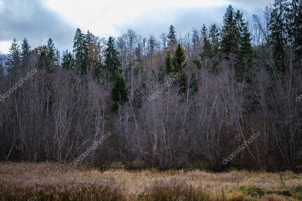 árboles solitarios con últimas hojas de colores en ramas poco antes del ...