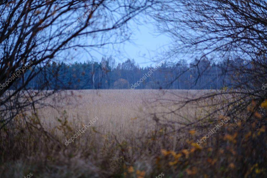 árboles solitarios con últimas hojas de colores en ramas poco antes del ...