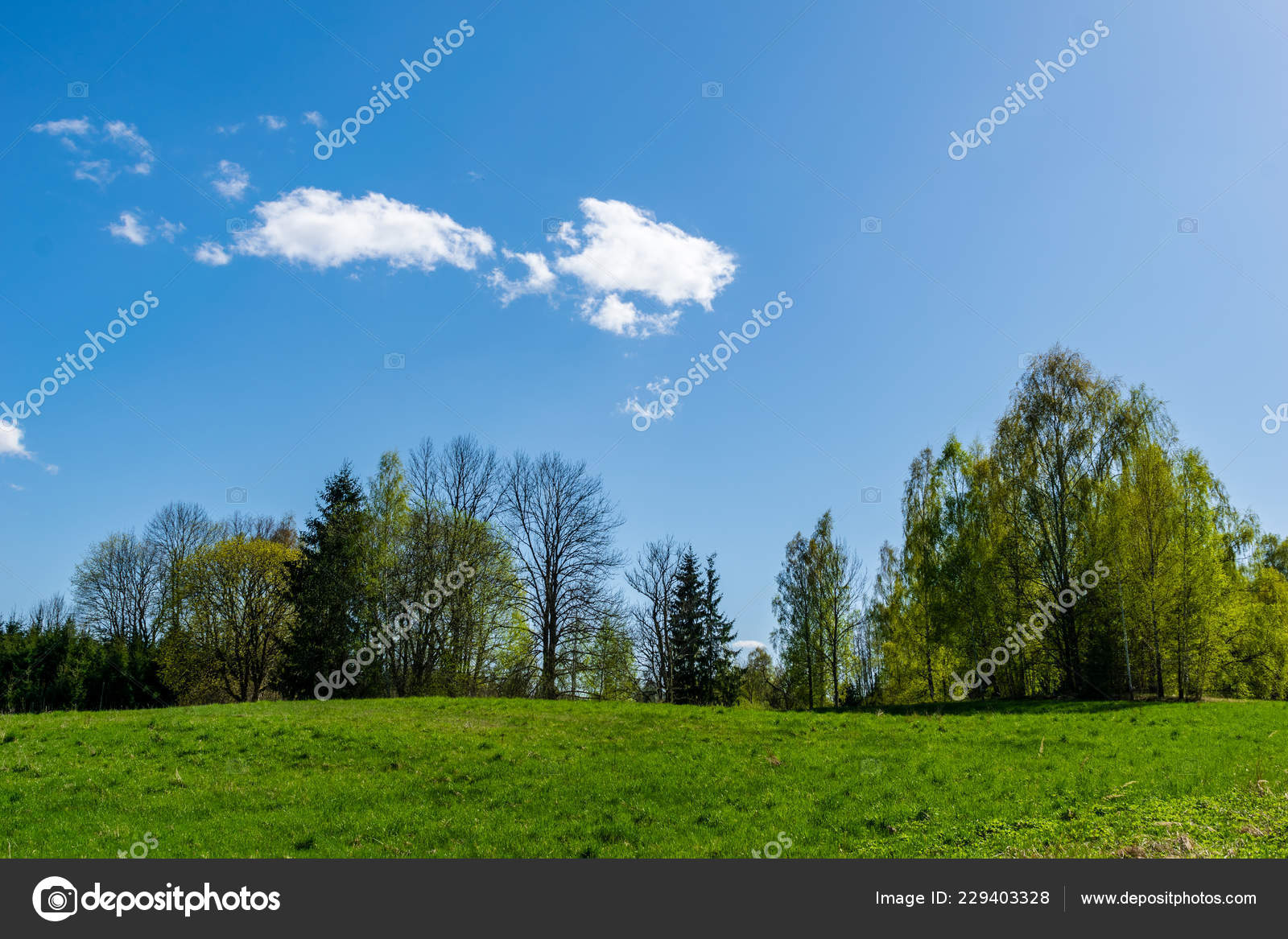 Simple Tree Landscape Photography