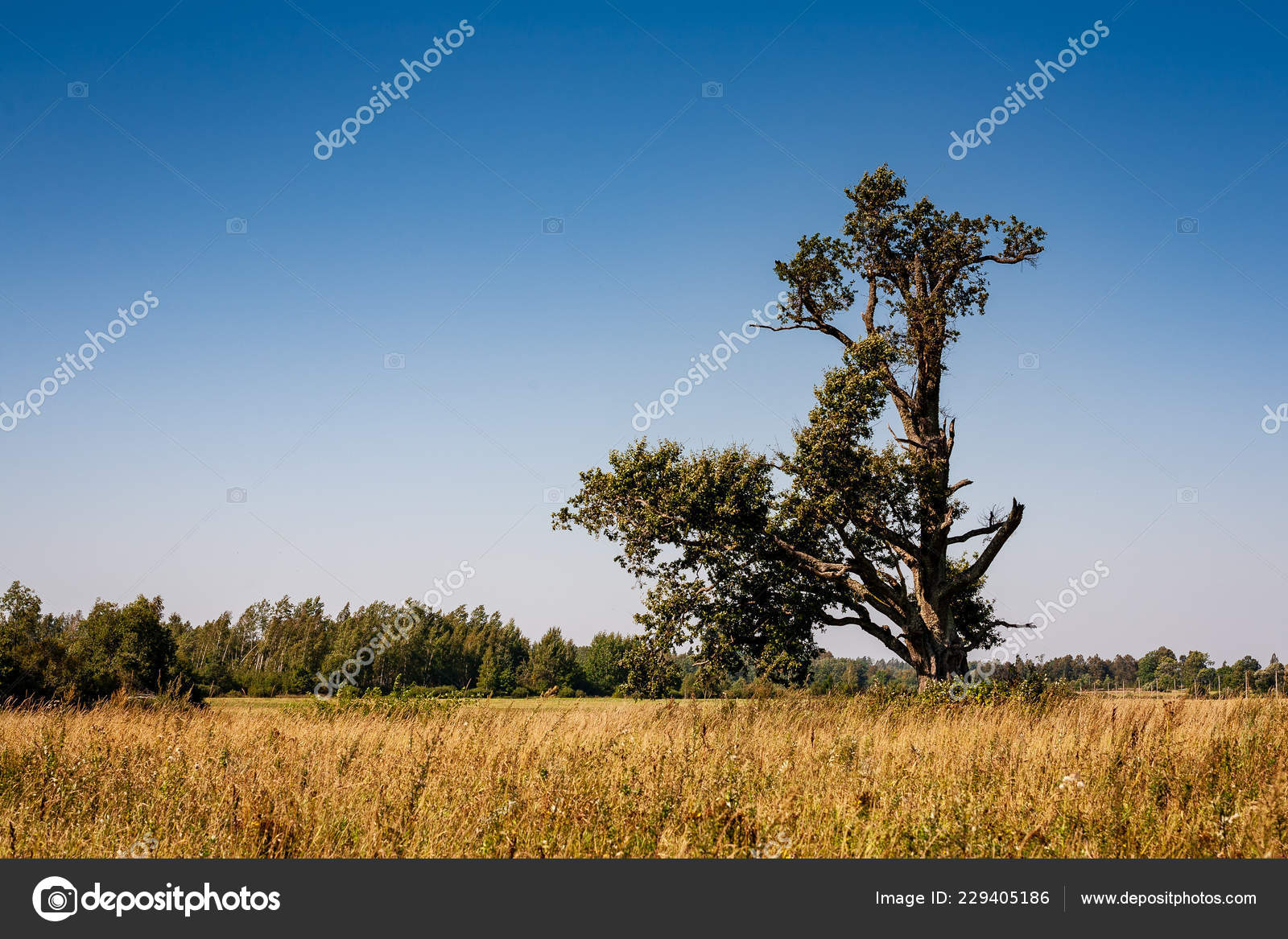 Single Isolated Large Big Tree Nature Environment Huge Trunk Foliage ...