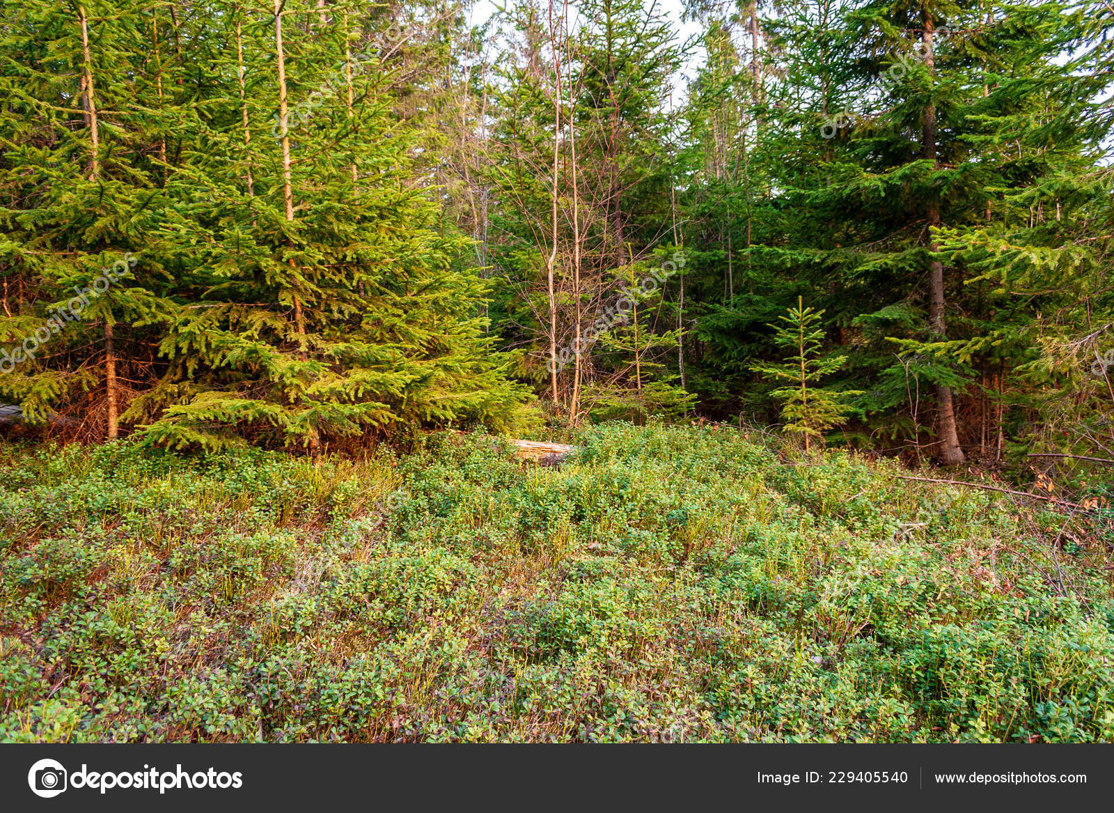 Download - Wet empty forest in early spring trees without leaves. naked nature scene — Stock Image