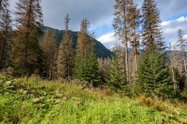Subalpine ecosystem fotos de stock, imágenes de Subalpine ecosystem sin ...