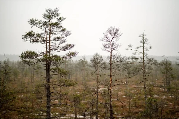 swamp landscape view with dry distant trees, and first snow on green ...