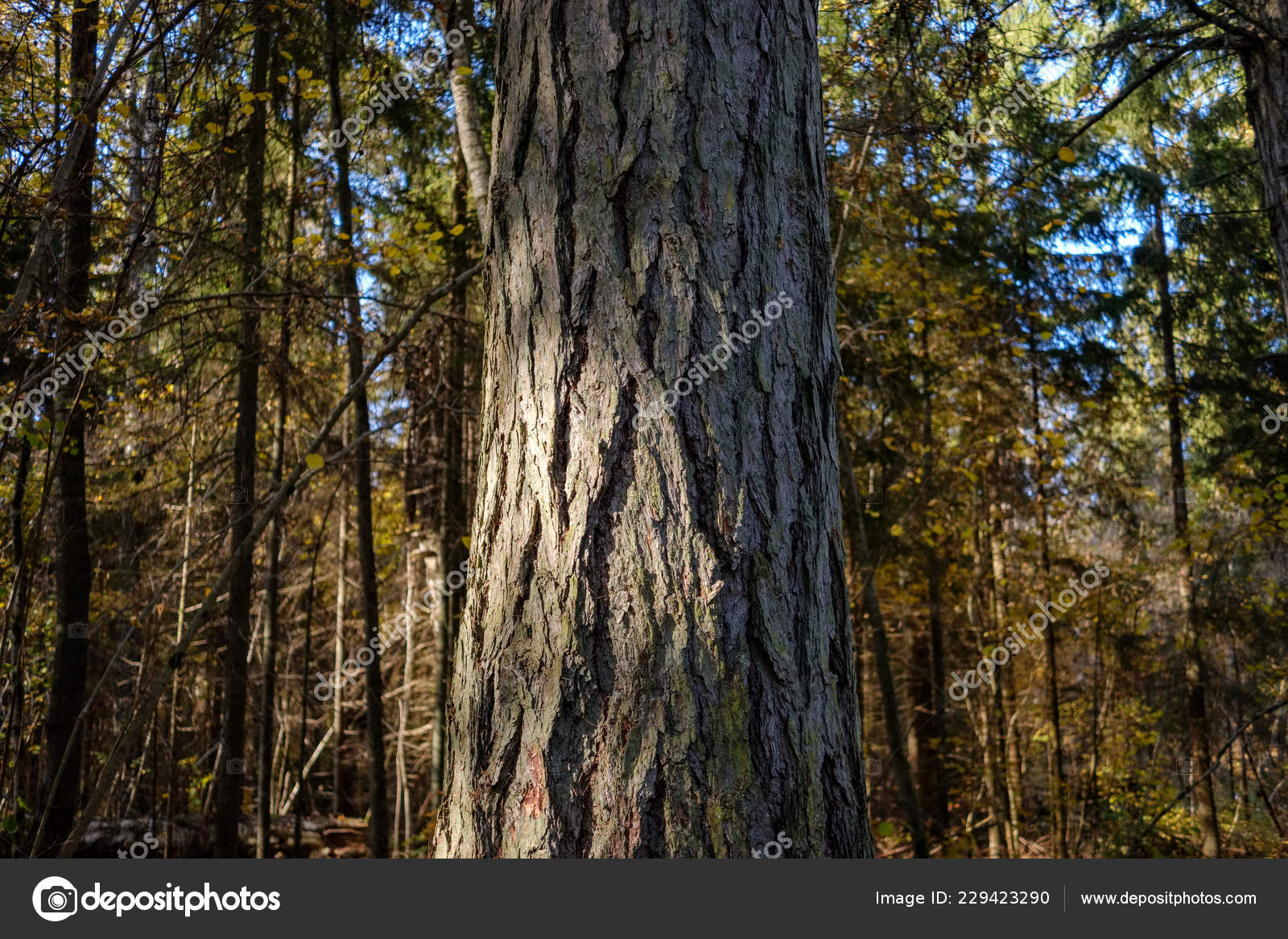 Single Isolated Large Big Tree Nature Environment Huge Trunk Foliage ...