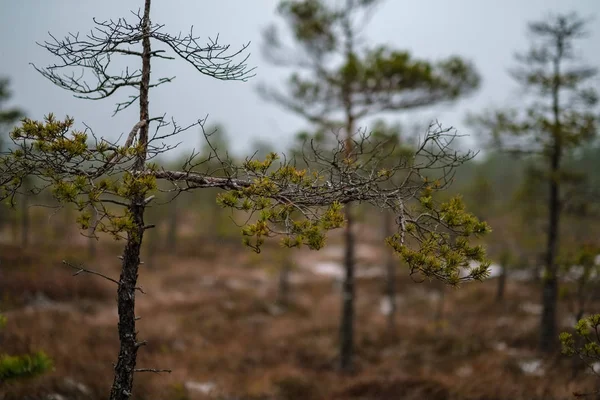 swamp landscape view with dry distant trees, and first snow on green ...