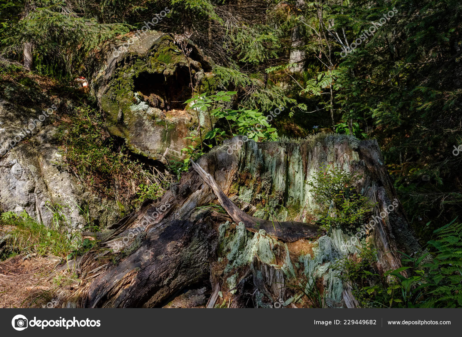 Forest Details Tree Trunks Rocks Summer Stock Photo by ©martinsvanags ...