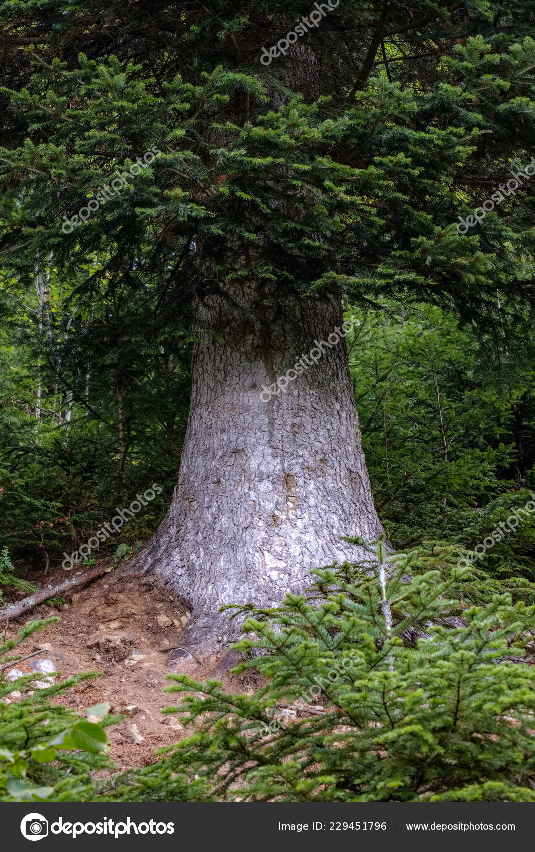 Evergreen Forest Spruce Pine Tree Branches Low Light Details Trunks ...