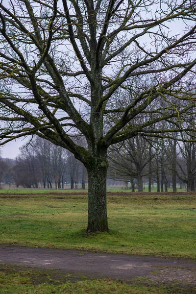 Single large tree with no leaves isolated in green countryside m ...