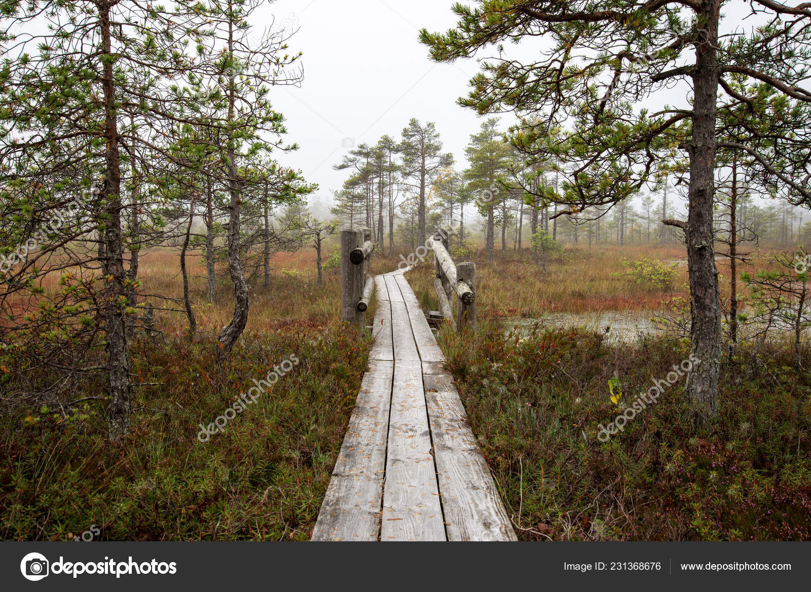 Wet Wooden Plank Boardwalk Swamp Area Autumn Nature Stock Photo by ...