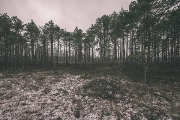 landscape of dry distant fir trees and spruces in swamp area in ...