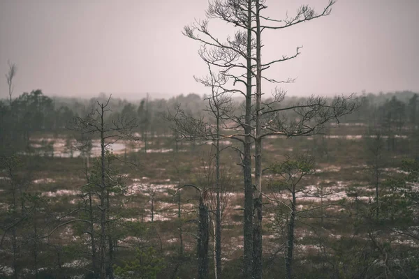 landscape of dry distant fir trees and spruces in swamp area in ...