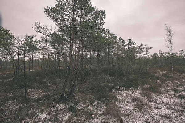 landscape of dry distant fir trees and spruces in swamp area in ...