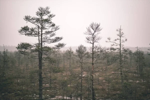 landscape of dry distant fir trees and spruces in swamp area in ...