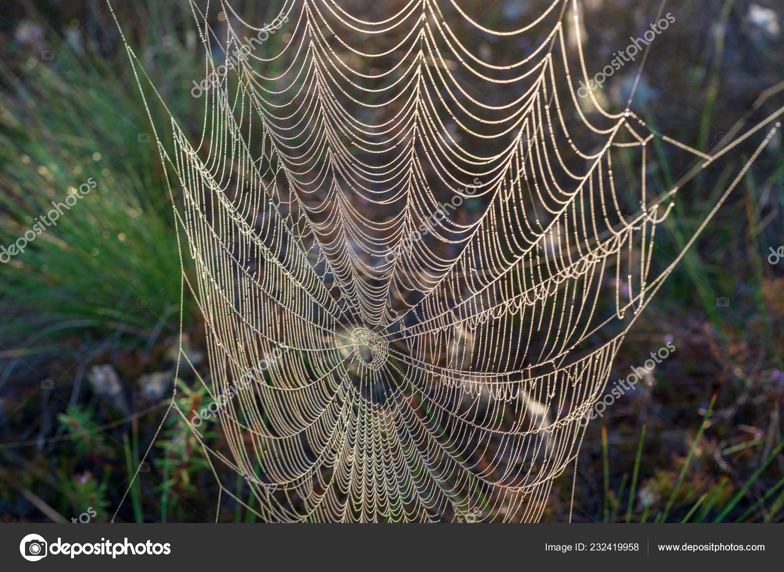 Spider Cobweb Nature Blurred Background Stock Photo by ©martinsvanags ...