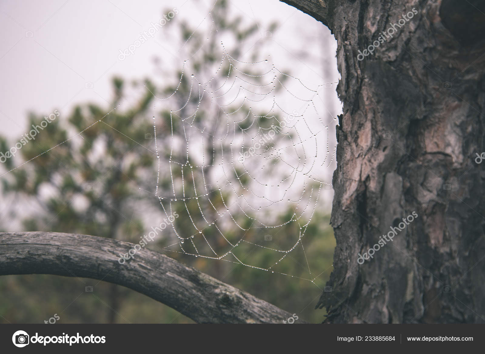 Beautiful Spider Cob Webs Drops Misty Forest Stock Photo by ...