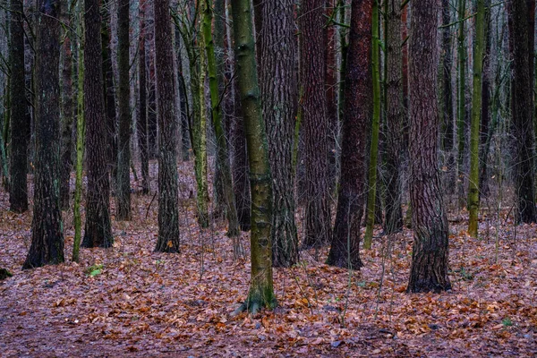 Familia en el bosque Stock Photos, Royalty Free Familia en el bosque ...