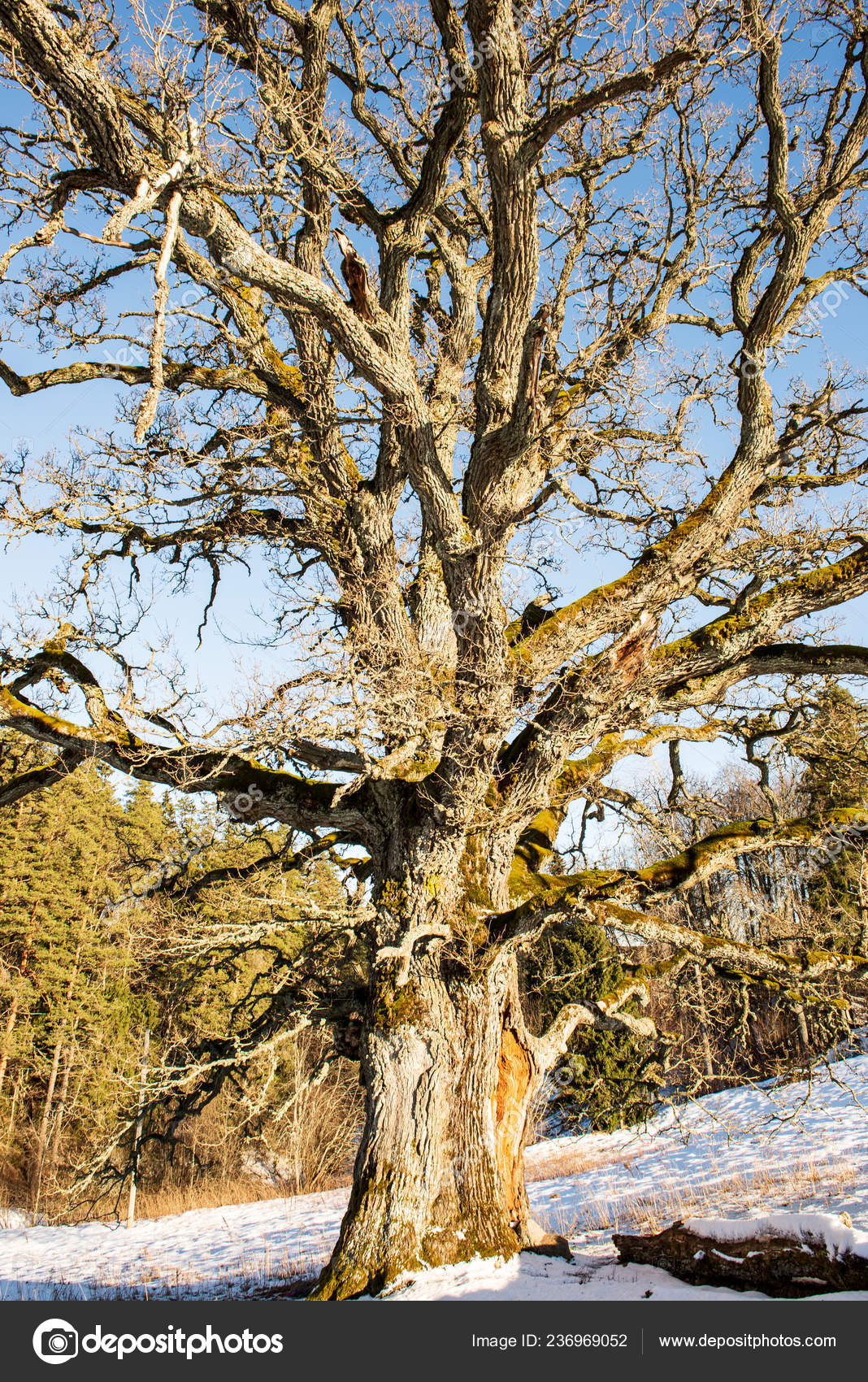 Oak Tree Winter Trunk
