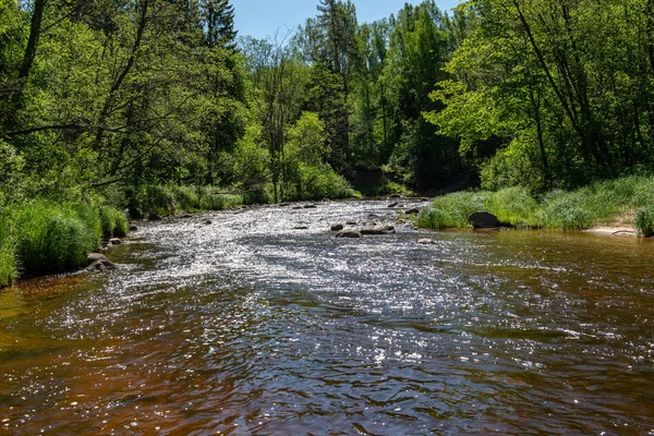 sunrise over the forest river in woods, early light on river Amata in ...