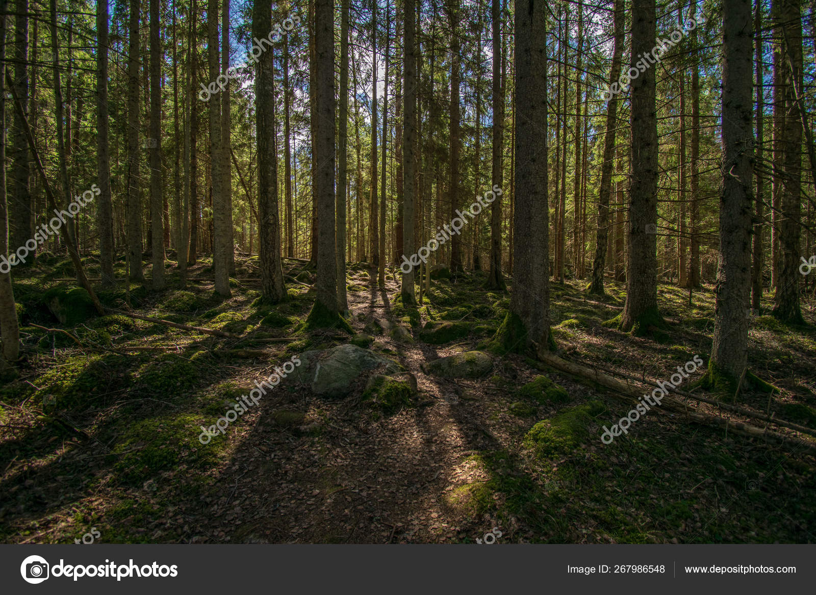 Dark mysterious spruce tree forest with rocks and moss Stock Photo by ...