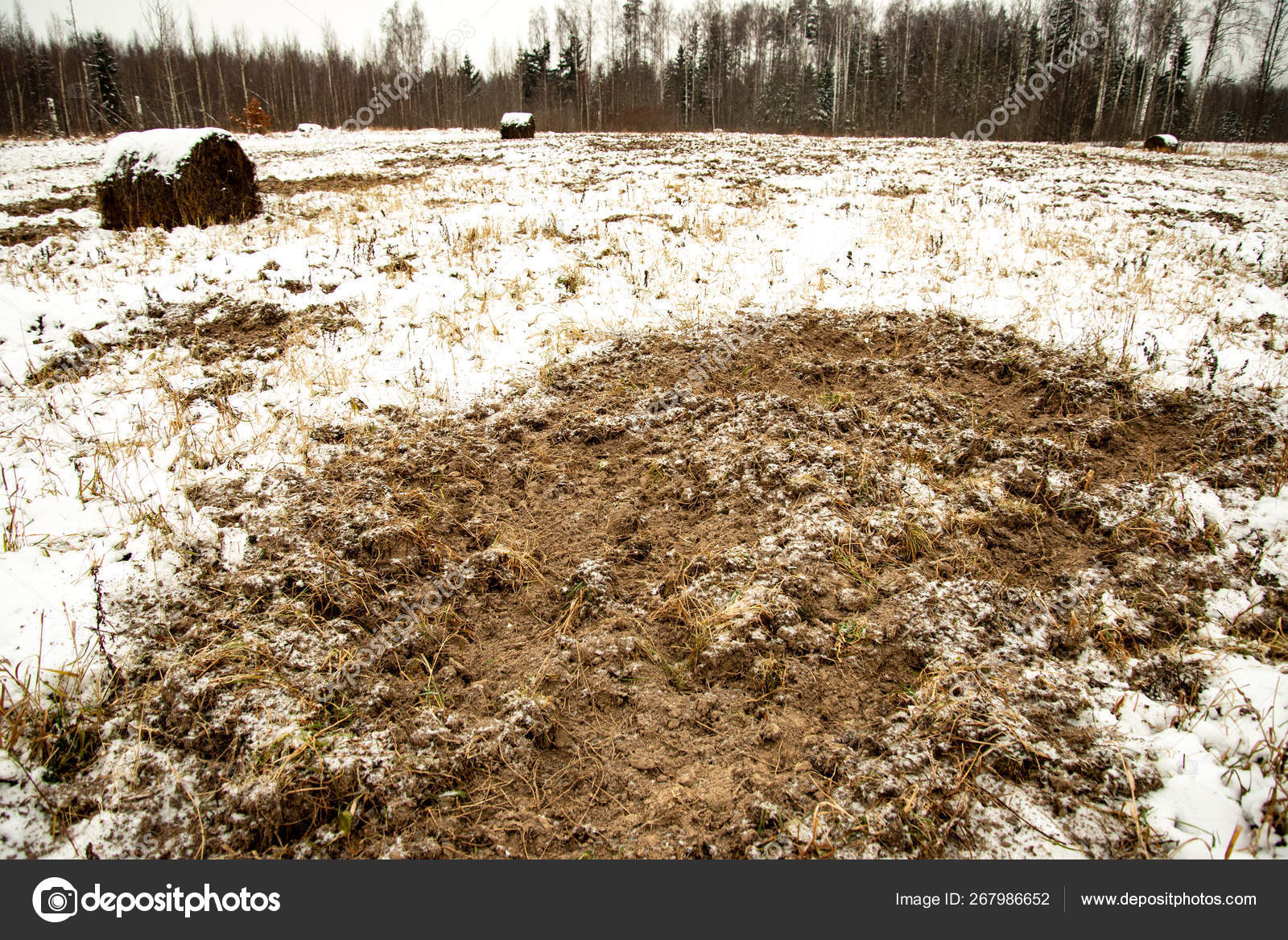 Frozen Ground Texture