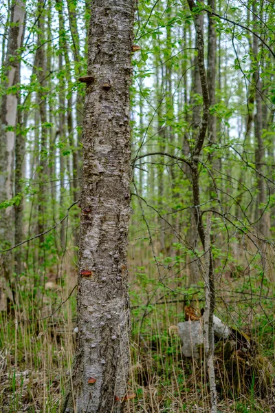 Joint forest Stock Photos, Royalty Free Joint forest Images | Depositphotos