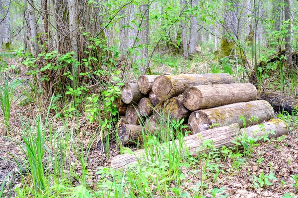 Planta stand Stock Photos, Royalty Free Planta stand Images | Depositphotos