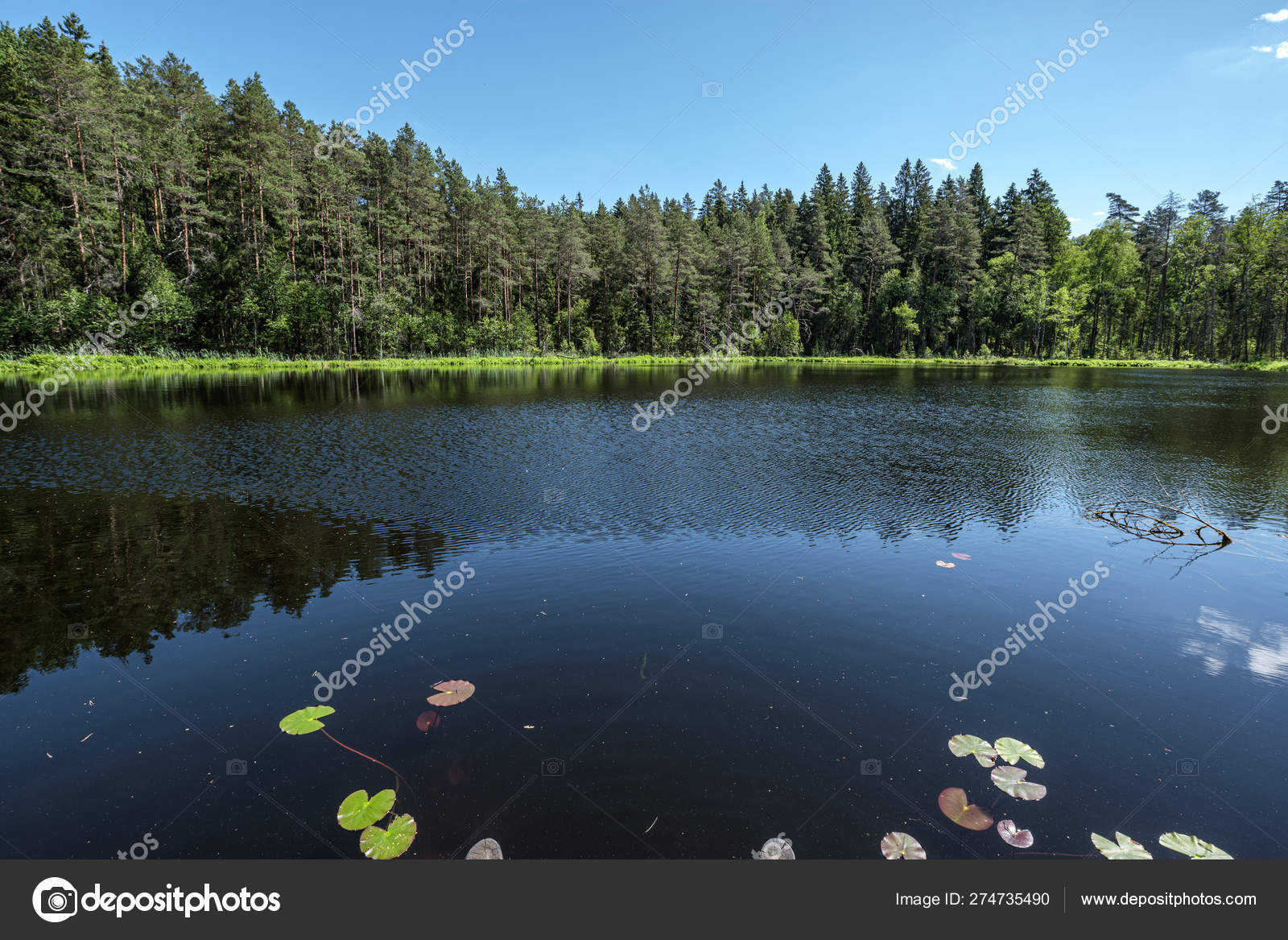 Deep dark forest lake with reflections of trees and green foliag ...