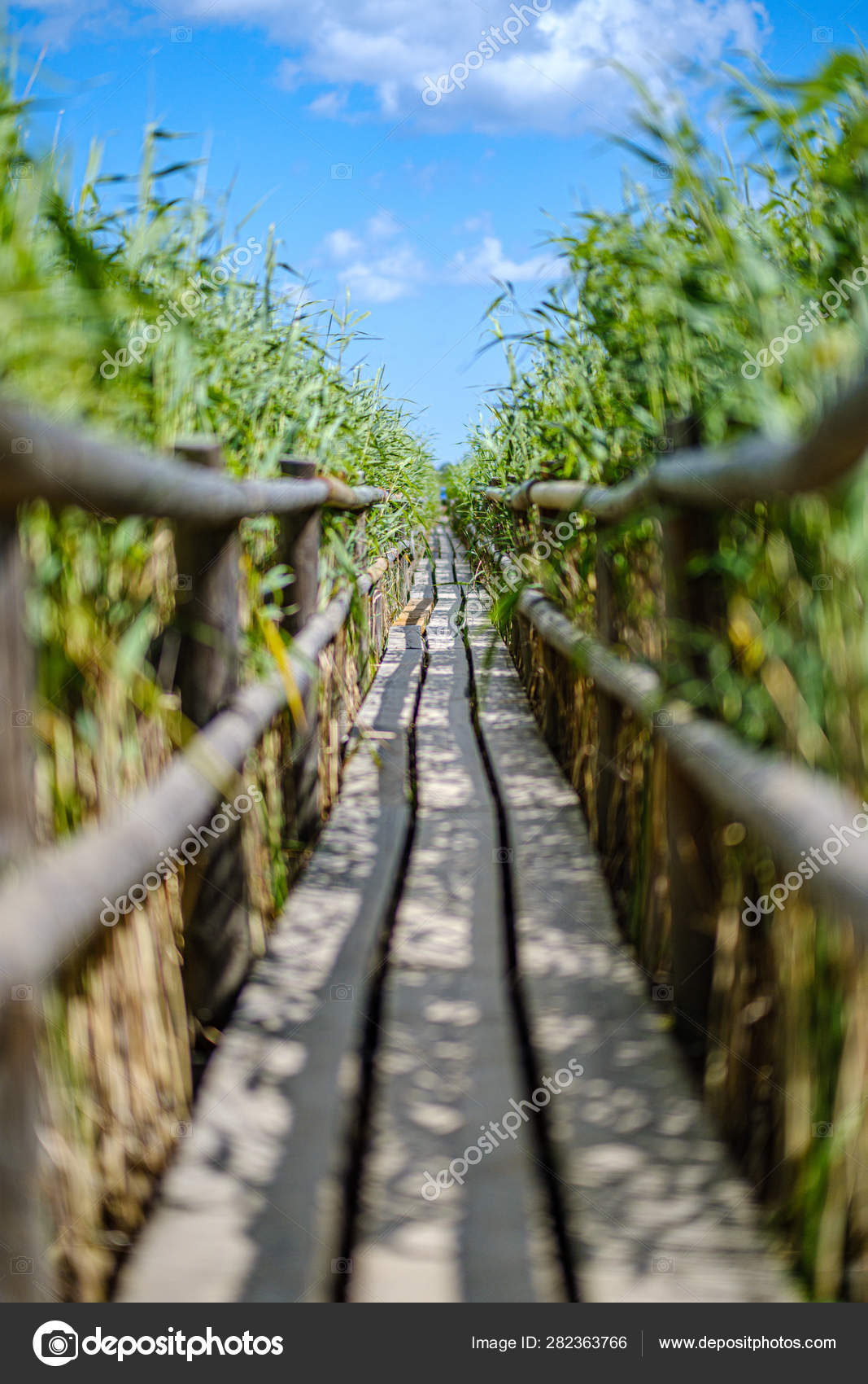 Wooden plank footh path boardwalk in green foliage sourroundings Stock ...