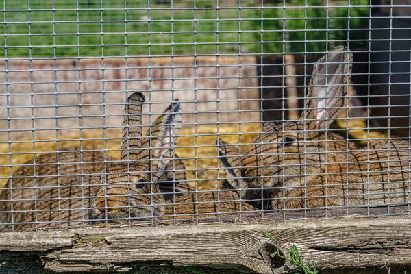 Rabbits fence Images - Search Images on Everypixel