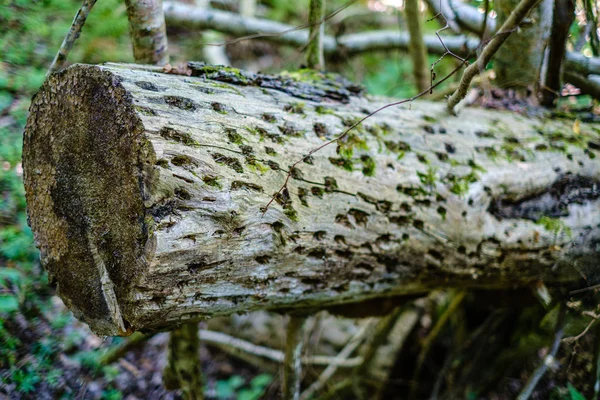 Objetos primitivos Stock Photos, Royalty Free Objetos primitivos Images ...