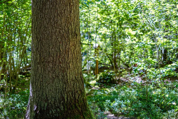Birch Trunks Branches Green Forest Background — Stock Photo ...