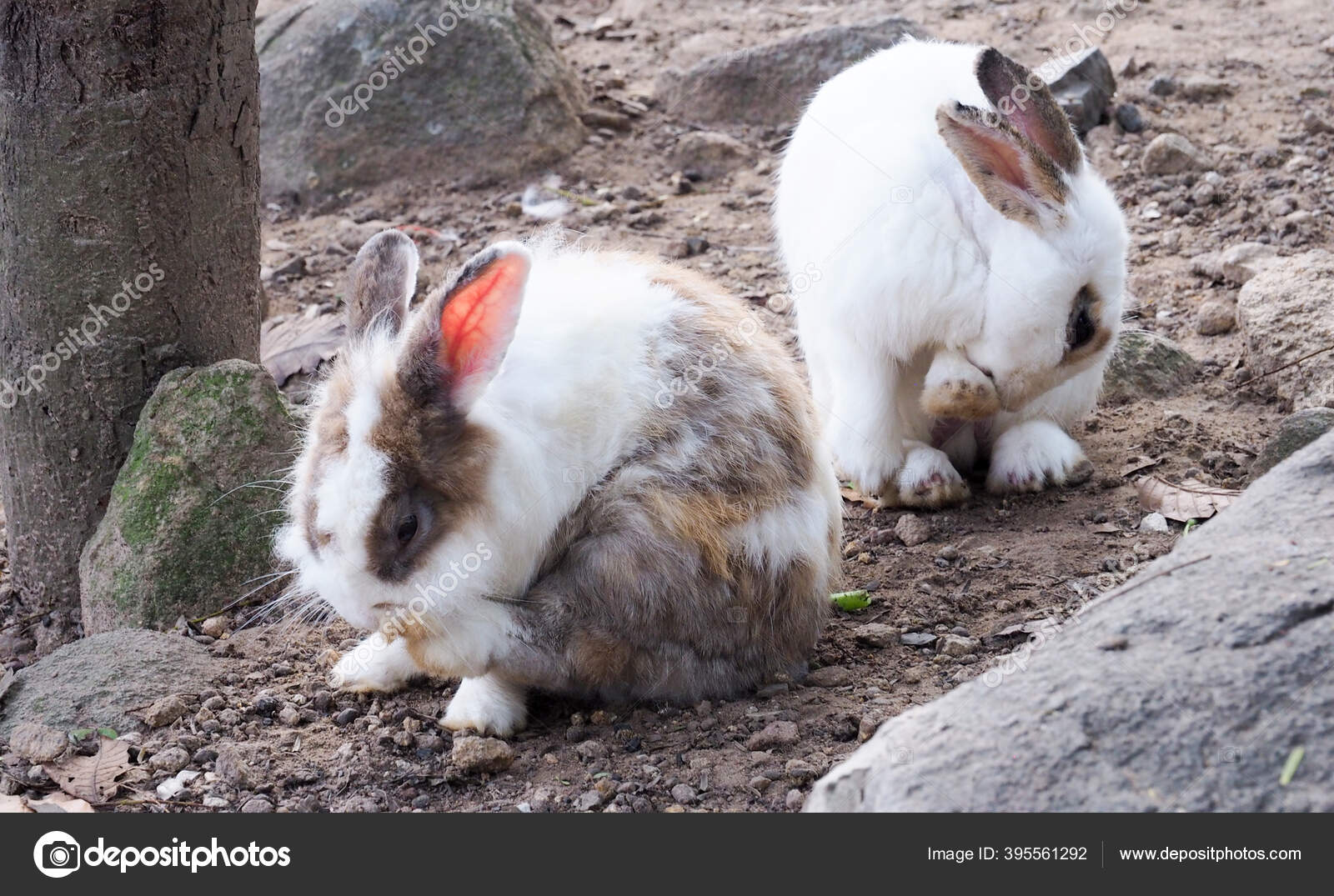 Long Eared Rabbit Suffering Skin Disease Ringworm Disease Infection ...
