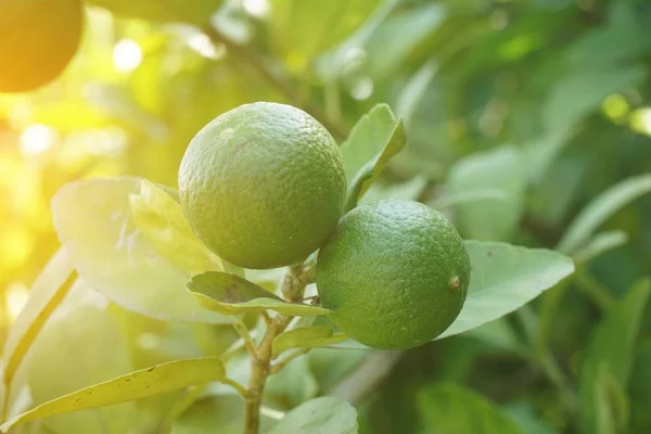 Lime tree Stock Photos, Royalty Free Lime tree Images | Depositphotos
