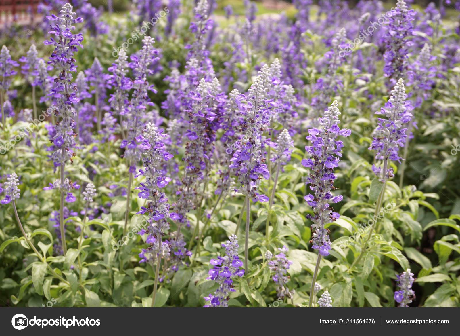 Salvia Splendens Blue