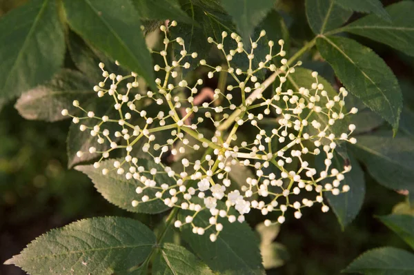 Roble flower Stock Photos, Royalty Free Roble flower Images | Depositphotos