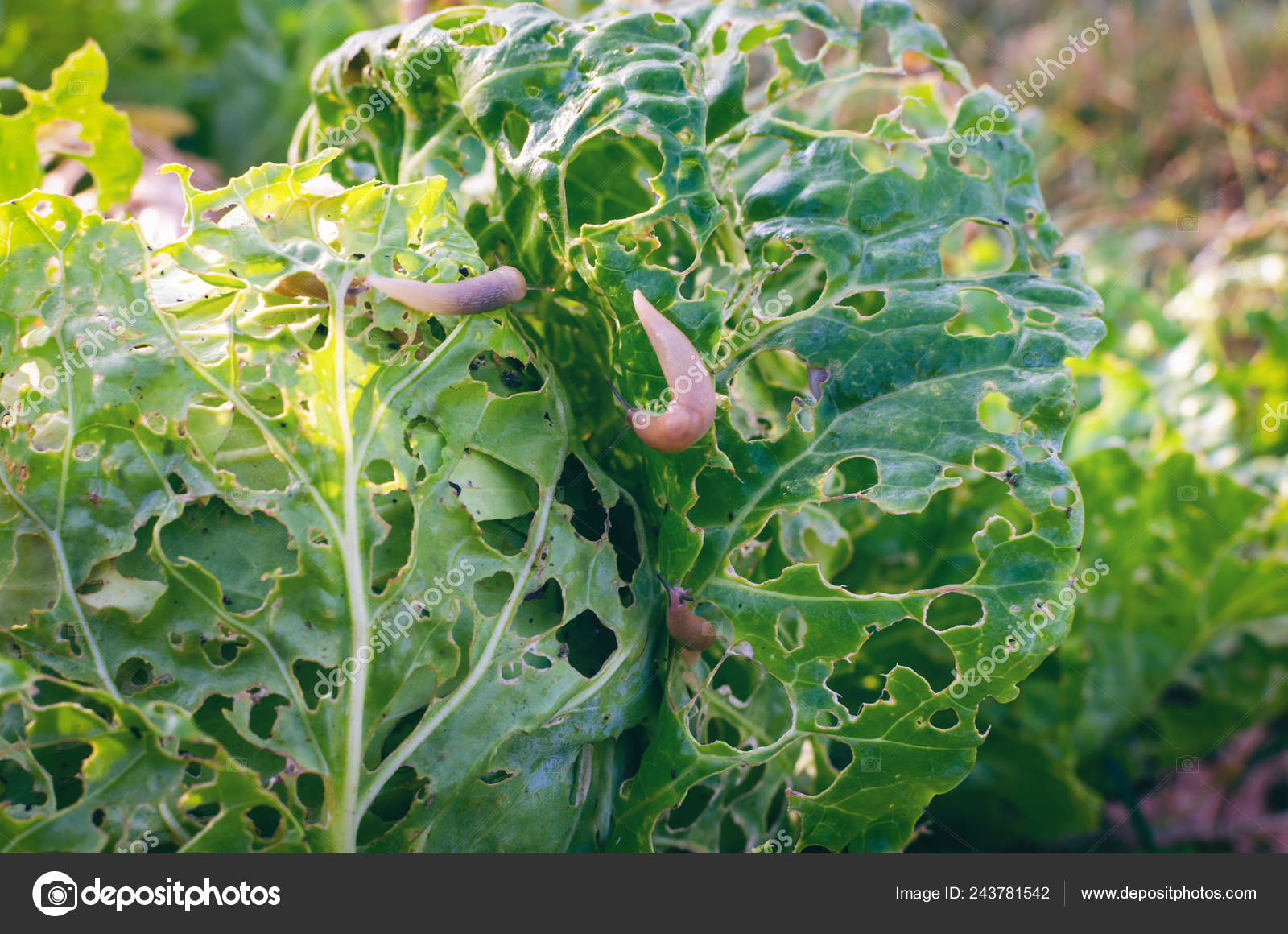 Hojas Col Comidas Por Babosas Parásito Estropea Cosecha: fotografía de ...