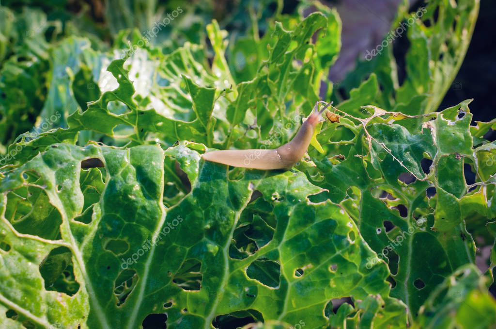 Hojas de col comidas por babosas, par sito estropea la cosecha. 2024