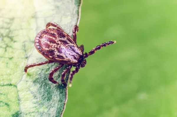 Parasitic vermin Stock Photos, Royalty Free Parasitic vermin Images ...